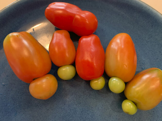 The mutant tomatoes are here, and they come in peace | News, Sports ...